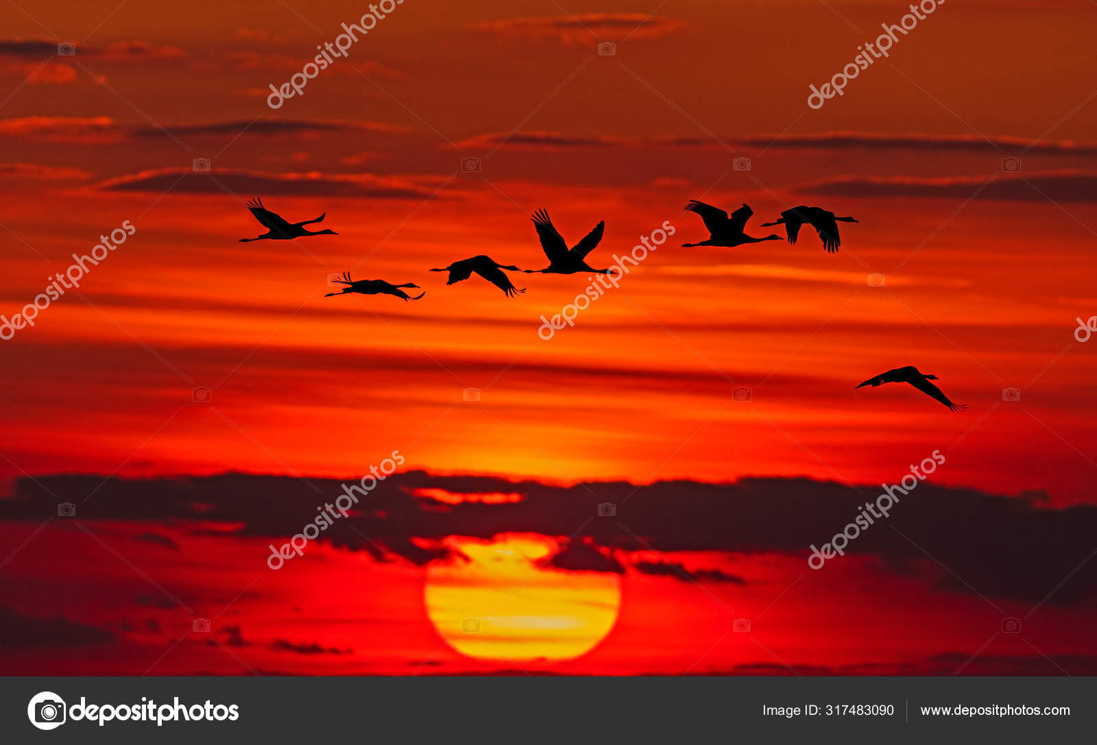 Sunset Danube Delta Flying Birds Sun — Stock Photo © zmachacek #317483090