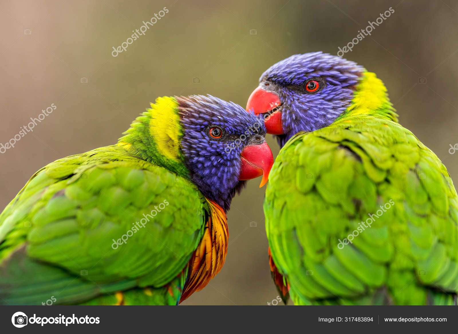 Rainbow Lorikeet Parrots Very Brightly Colored Parrots — Free Stock ...