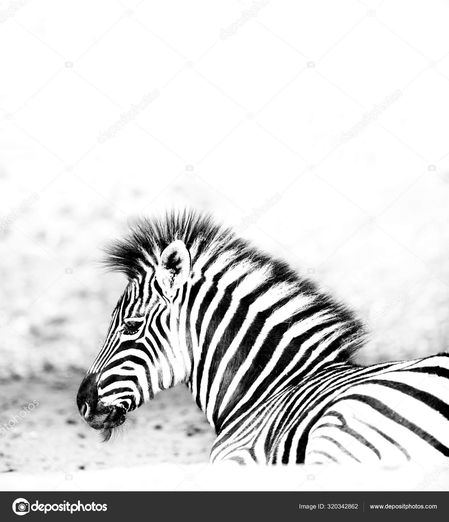 Young Zebra Isolated White Background — Free Stock Photo © zmachacek ...