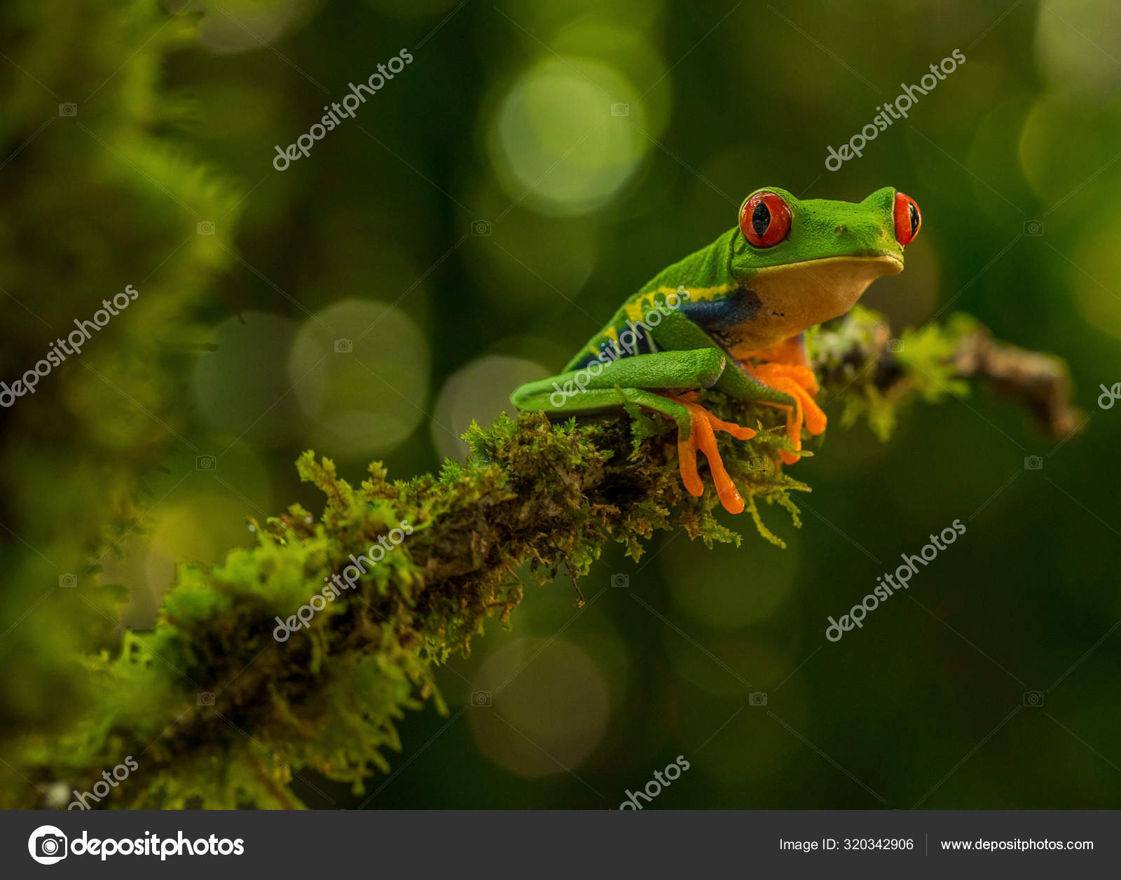 Green Tropical Frog Branch Mossy Tree Stock Photo by ©zmachacek 320342906