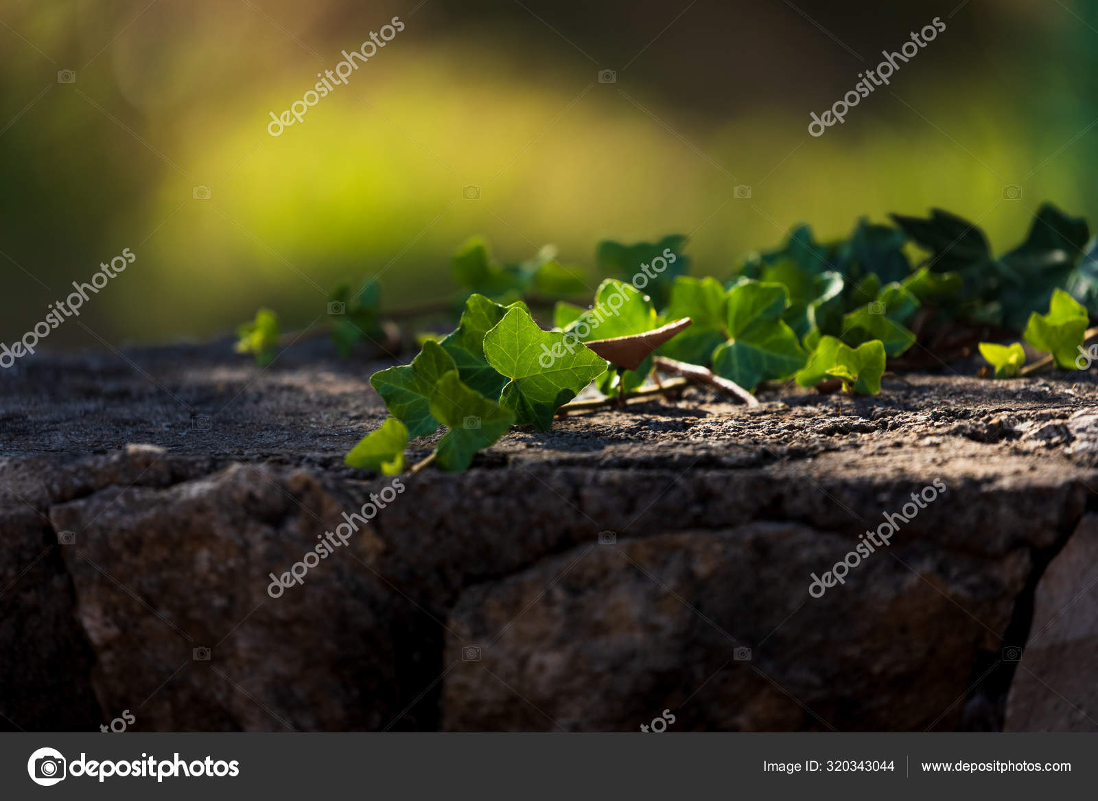 Green Plants Rocks Sunny Forest — Free Stock Photo © zmachacek #320343044