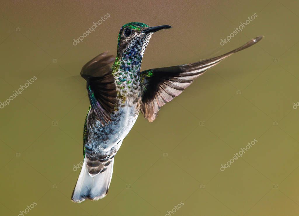 Hermoso colibr volando y aliment ndose en ambiente tropical. 2024