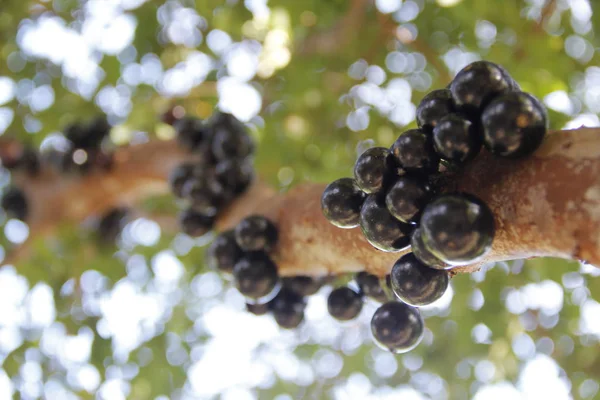 Jabuticaba trees Stock Photos, Royalty Free Jabuticaba trees Images ...