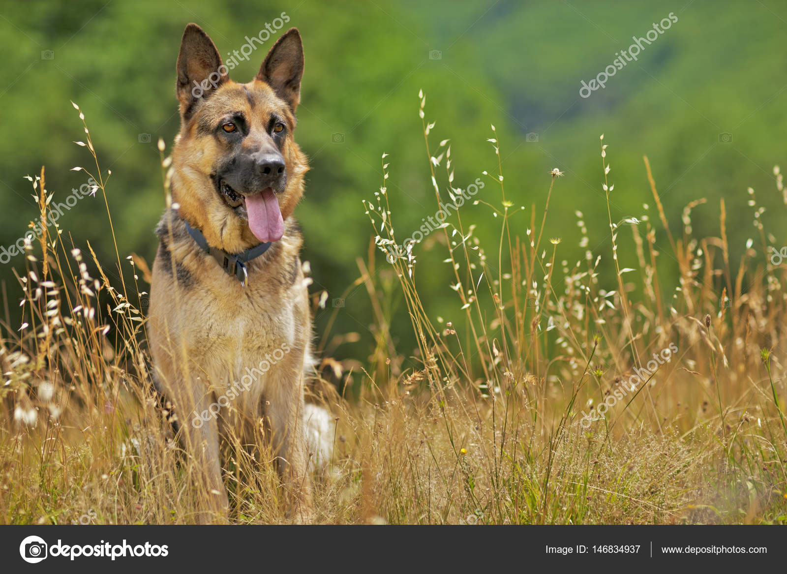 German Shepherd portrait Stock Photo by ©sara.corso 146834937
