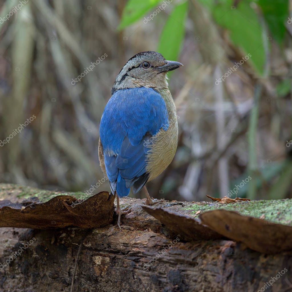 Pitta gigante (Pitta caerulea) Antpitta gigante, que vive en el bosque ...