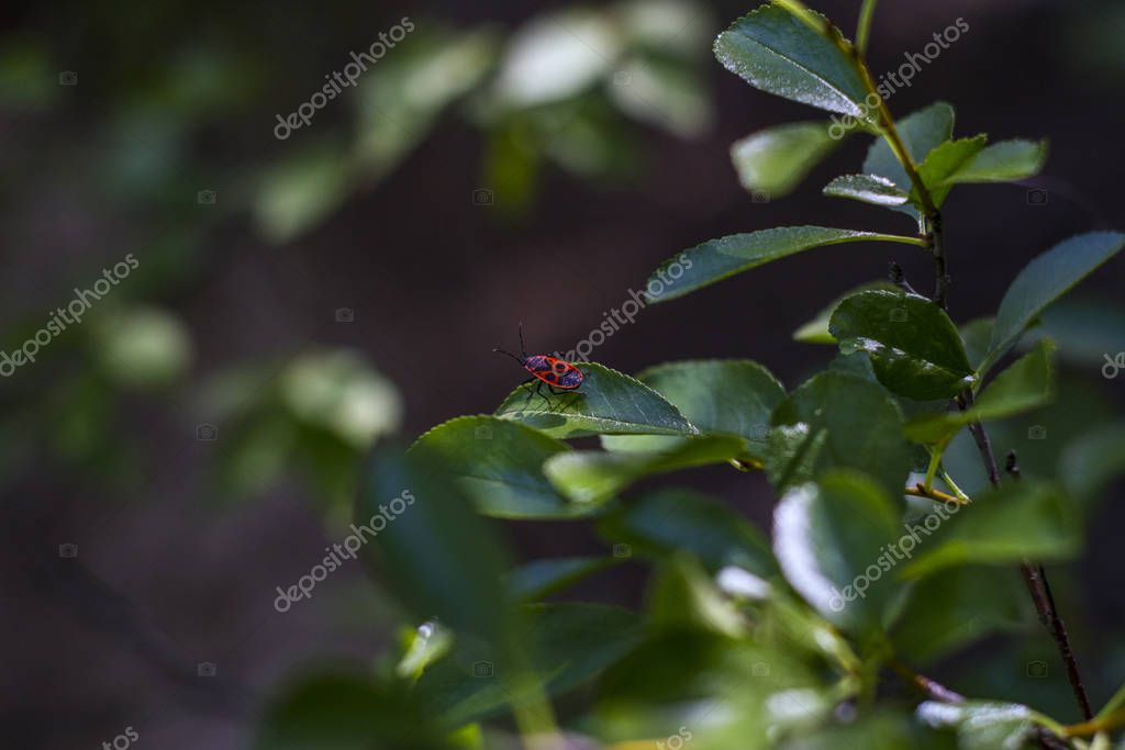 Soldado insecto rojo se sienta en una hoja de un cerezo, toma el sol y ...