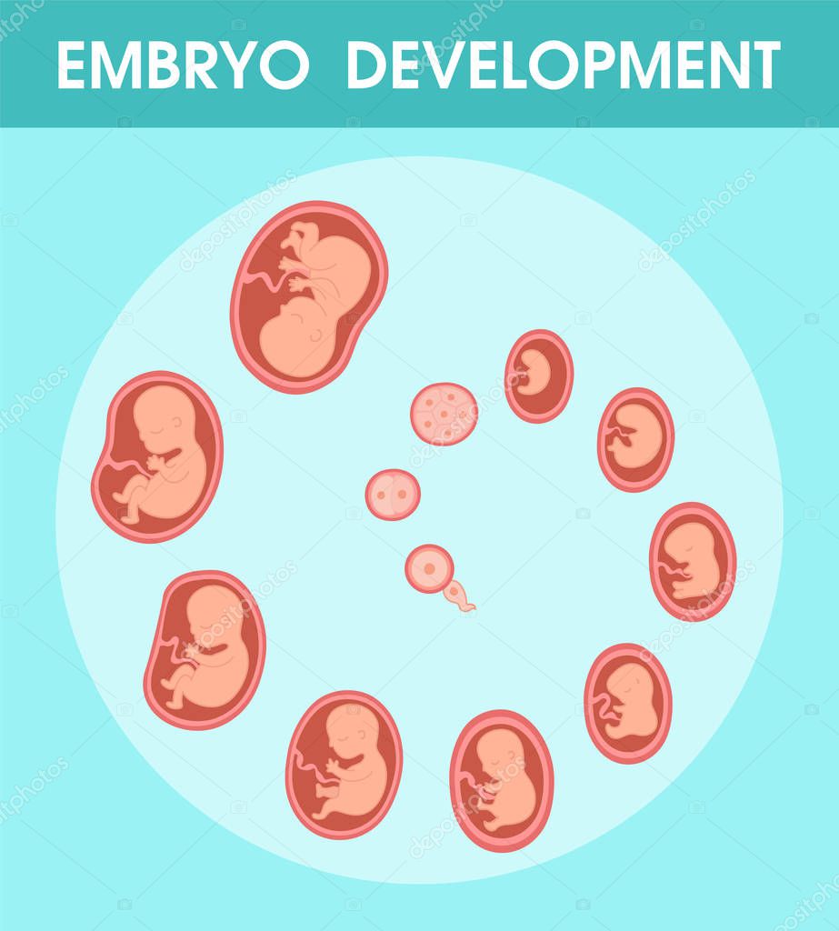 Crecimiento fetal. Desarrollo del feto en el útero de la madre hasta el ...