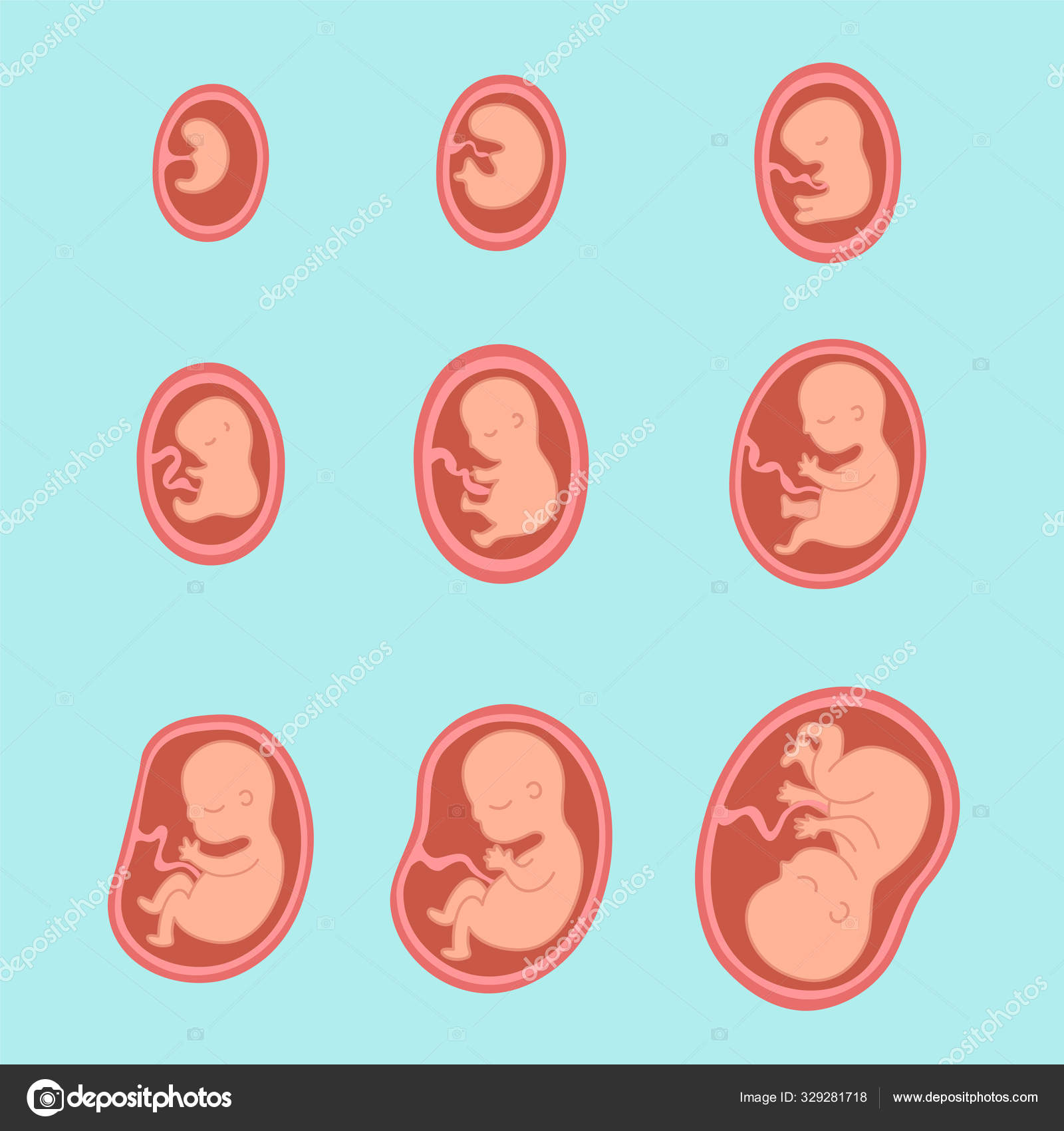 Crecimiento fetal. Desarrollo del feto en el útero de la madre hasta el ...