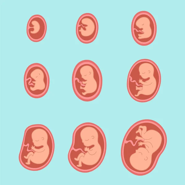 Crecimiento fetal. Desarrollo del feto en el tero de la madre hasta el ...