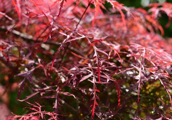 Acer palmatum Stock Photos, Royalty Free Acer palmatum Images ...