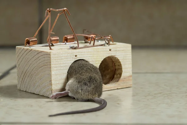 Mouse escaping trap Stock Photos, Royalty Free Mouse escaping trap ...