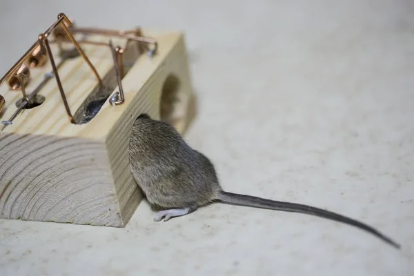 Mouse escaping trap Stock Photos, Royalty Free Mouse escaping trap ...