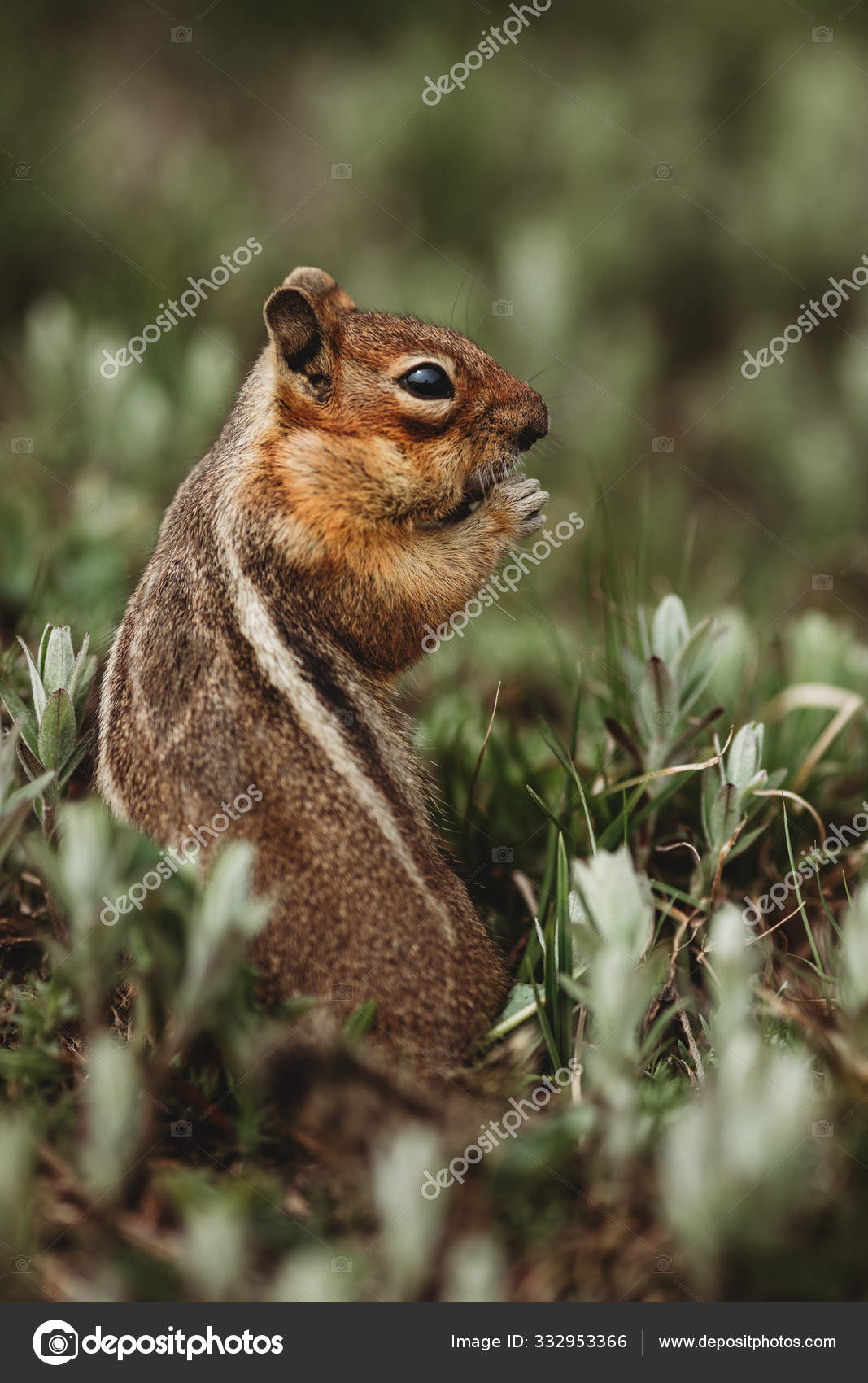 Chipmunk Forest Chipmunk Has Heart Its Back Unique Pictures Animals ...