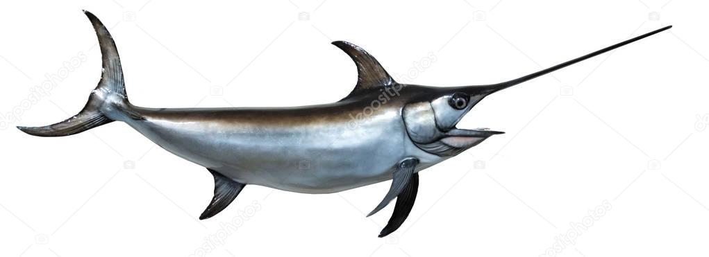 Mounted large silver Swordfish — Stock Photo © z4hos #147629021