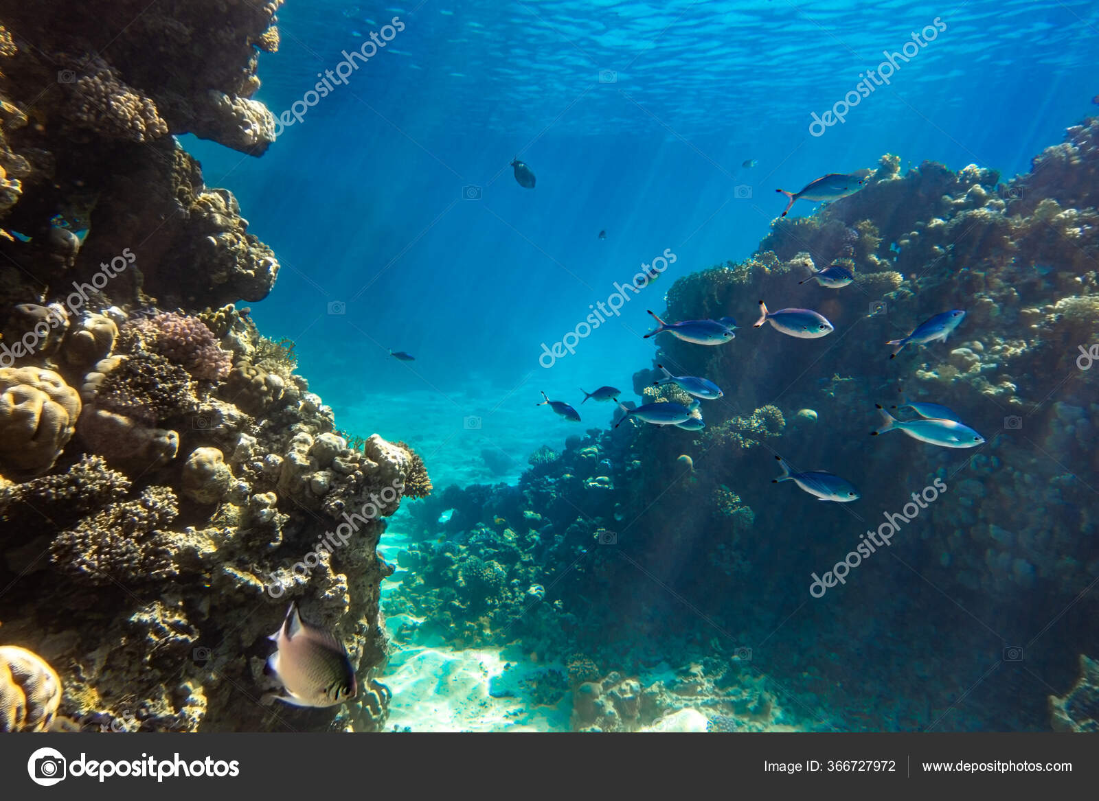 Coral Reef Shoal Bright Blue Stripped Tropical Fish Red Sea — Stock ...