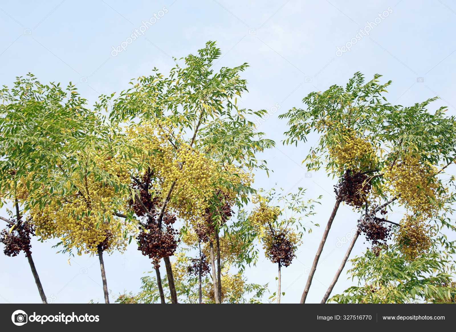 Cedar Tree Indian Cedar Tree Melia Azedarach Leaves Fruits Famagusta ...
