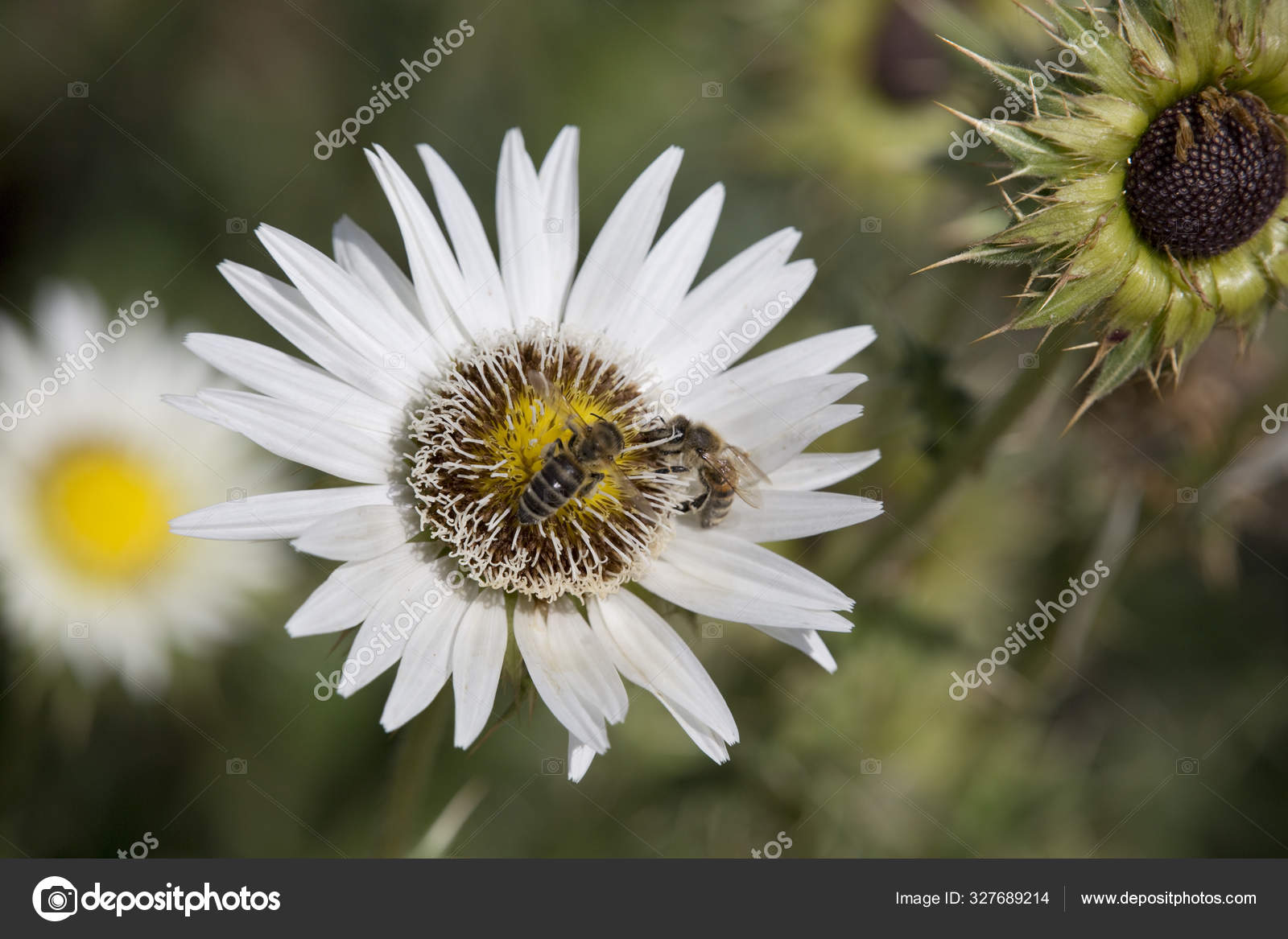 South African Thistle Berkheya Cirsiifolia Botanical Garden Stock Photo ...