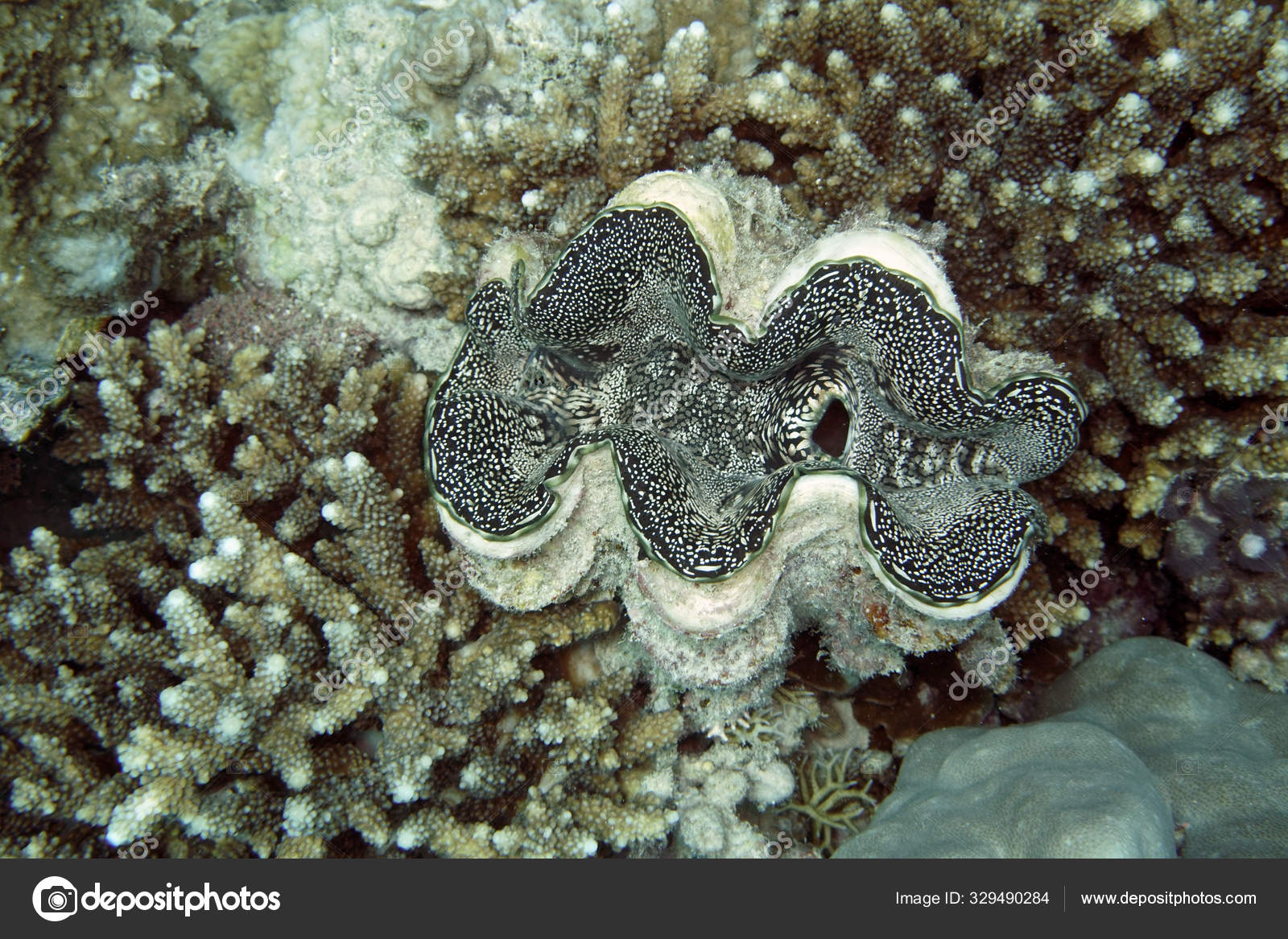Giant Clam Killer Clam Tridacna Spec Quseir Egypt Stock Photo by ...