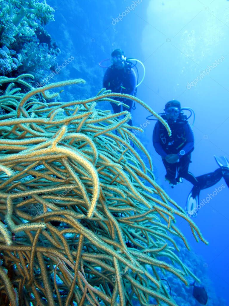 Buceos en el arrecife de coral y arbustos gorgonios (Rumphella agregata ...