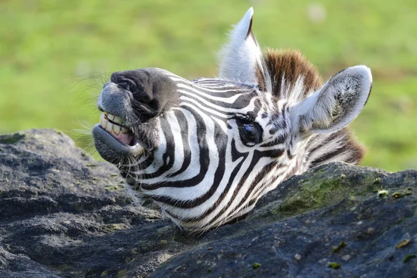 Zebra teeth Stock Photos, Royalty Free Zebra teeth Images | Depositphotos