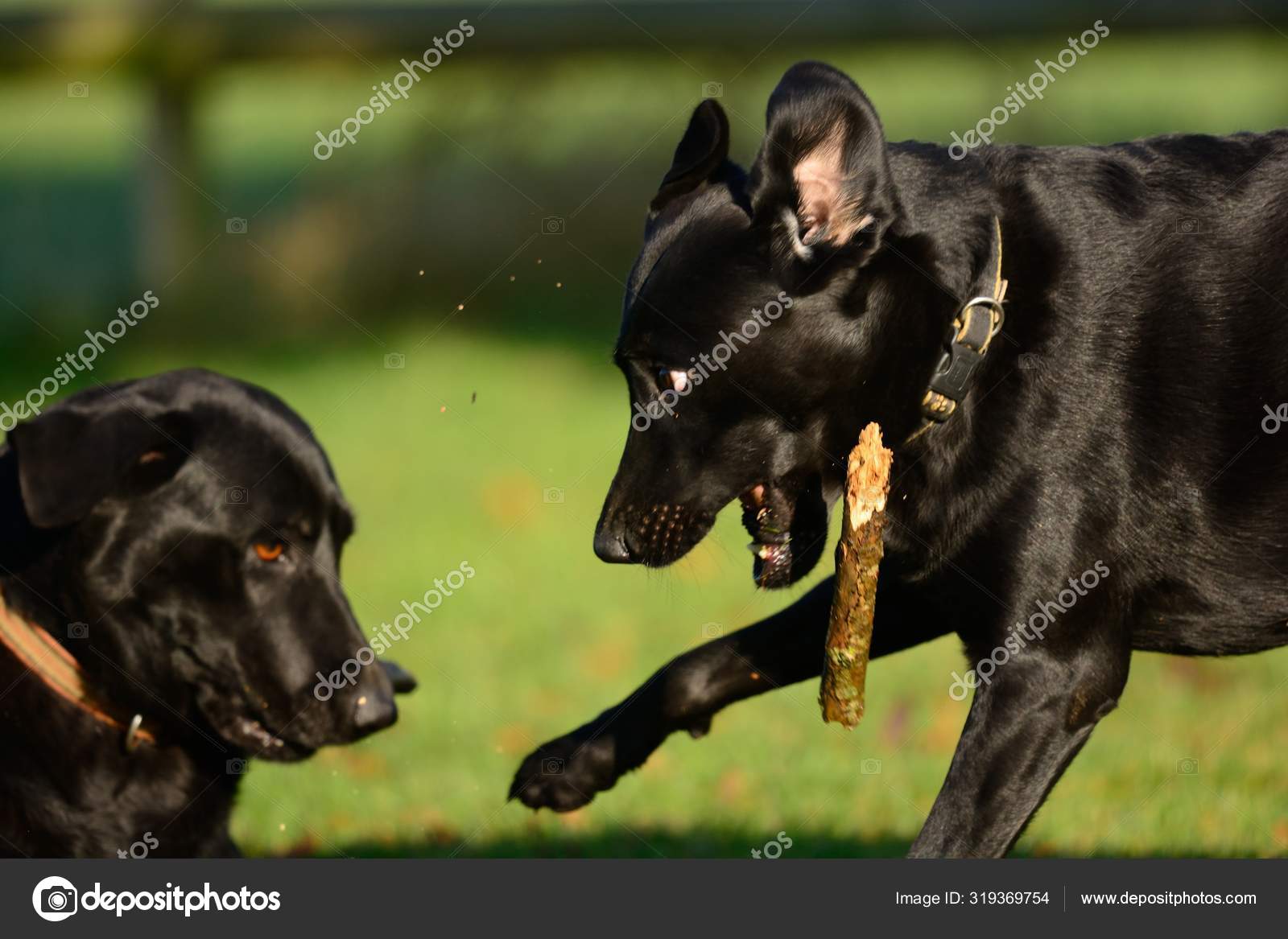 Two black Labradors playing with a stick — Stock Photo © tommeaker26 ...