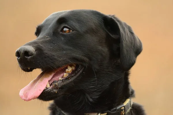 Labrador negro Stock Photos, Royalty Free Labrador negro Images ...