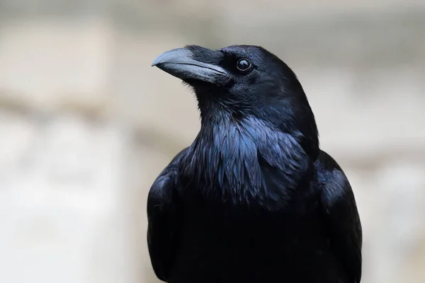 Cuervo común (Corvus corax) 2025