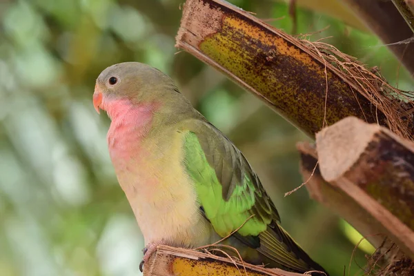 Princess alexandra Stock Photos, Royalty Free Princess alexandra Images ...