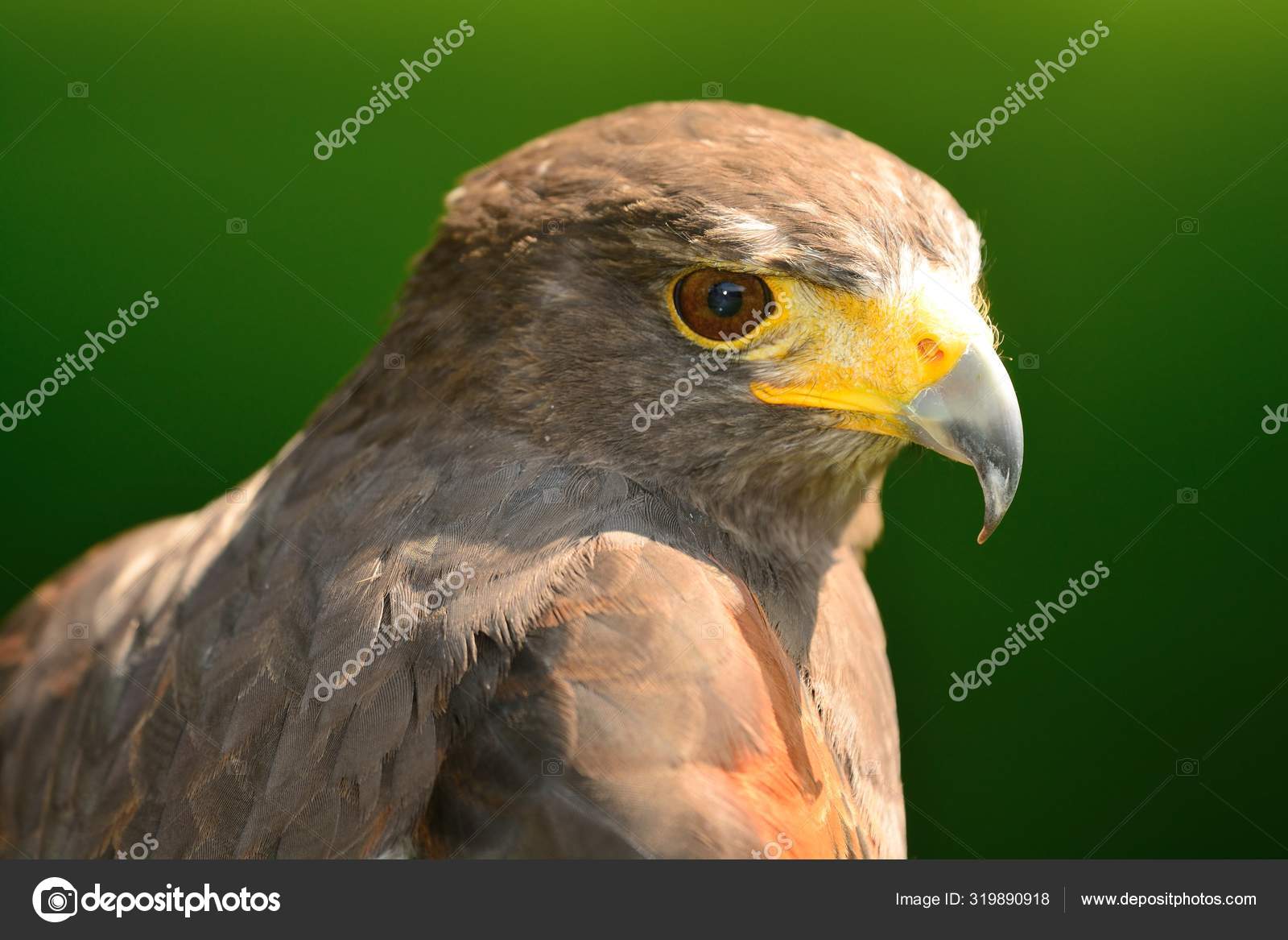 Halcón de Harris (Parabuteo unicinctus) — Foto de stock #319890918 ...