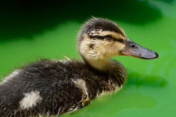 Filhote de pato Stock Photos, Royalty Free Filhote de pato Images ...