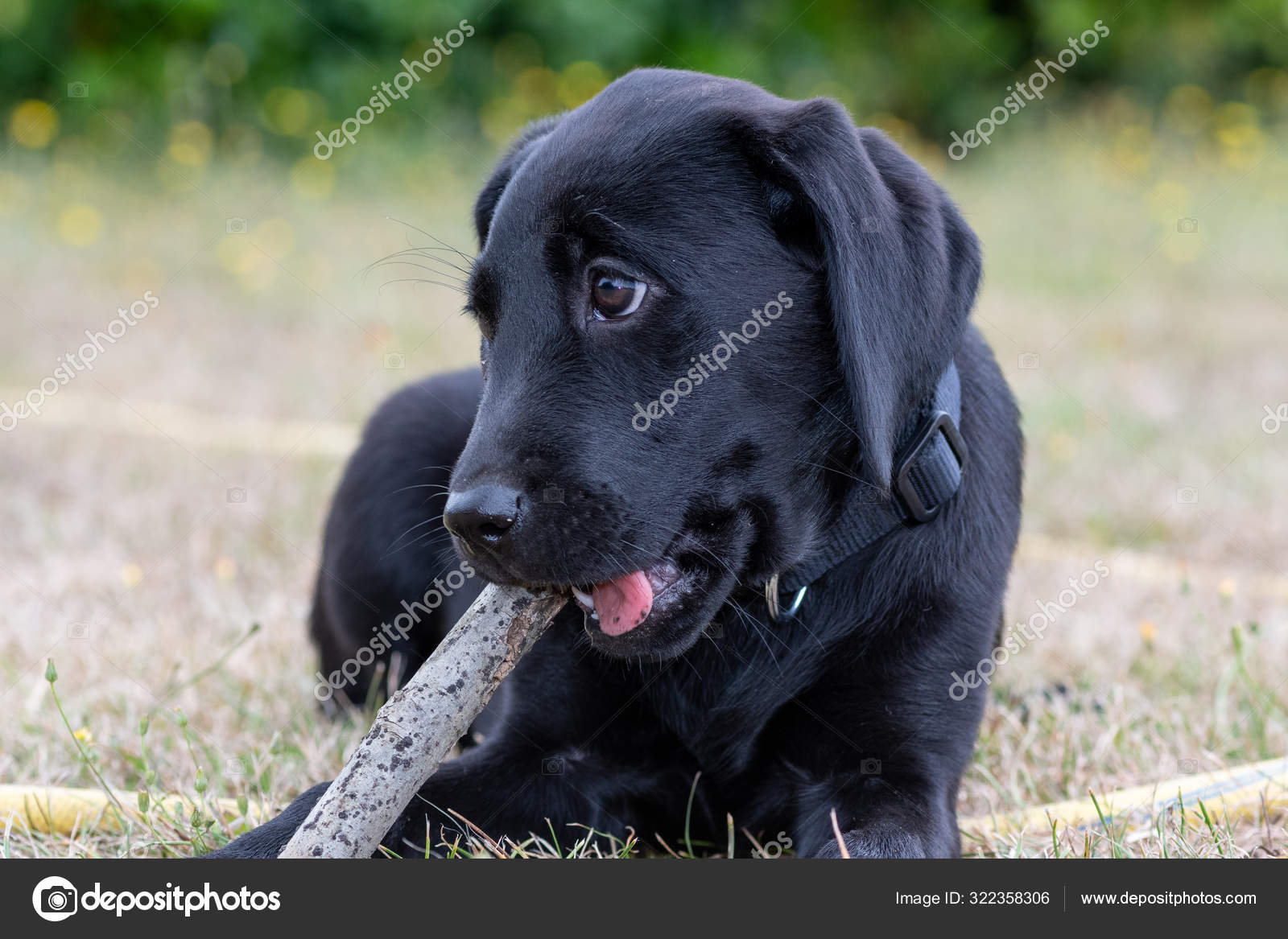 Black Labrador Retriever With Blue Eyes