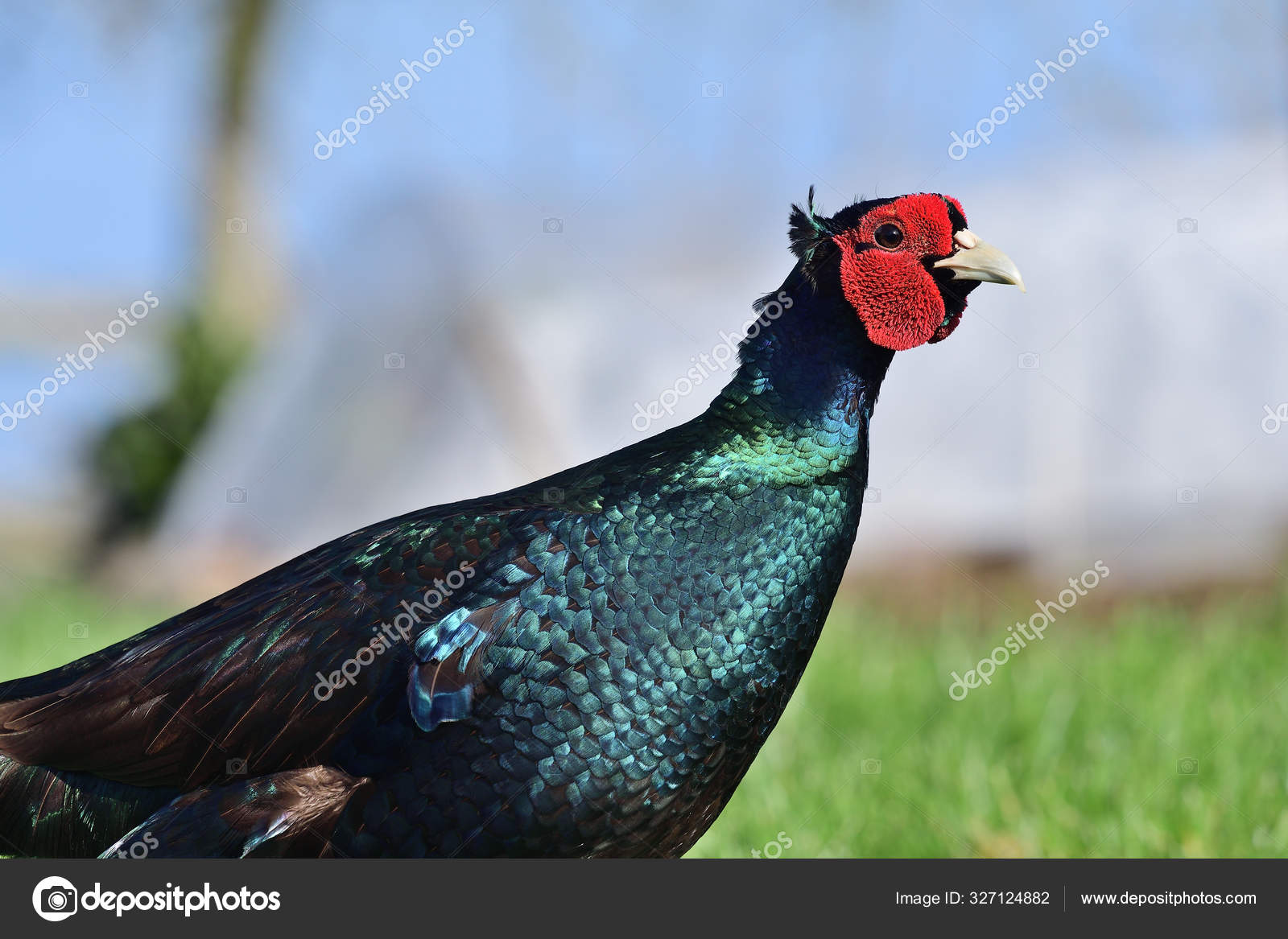 Melanistic Ringneck Pheasant