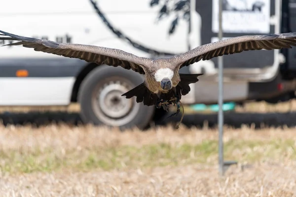 Close up of a white backed vulture (gyps africanus) flying in a ...