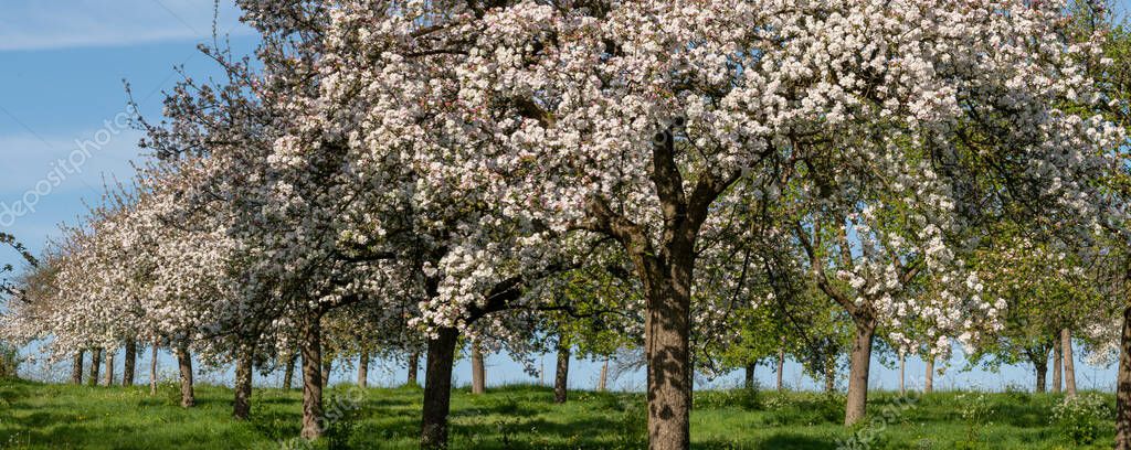 Apple boom rij Stock Photos, Royalty Free Apple boom rij Images ...