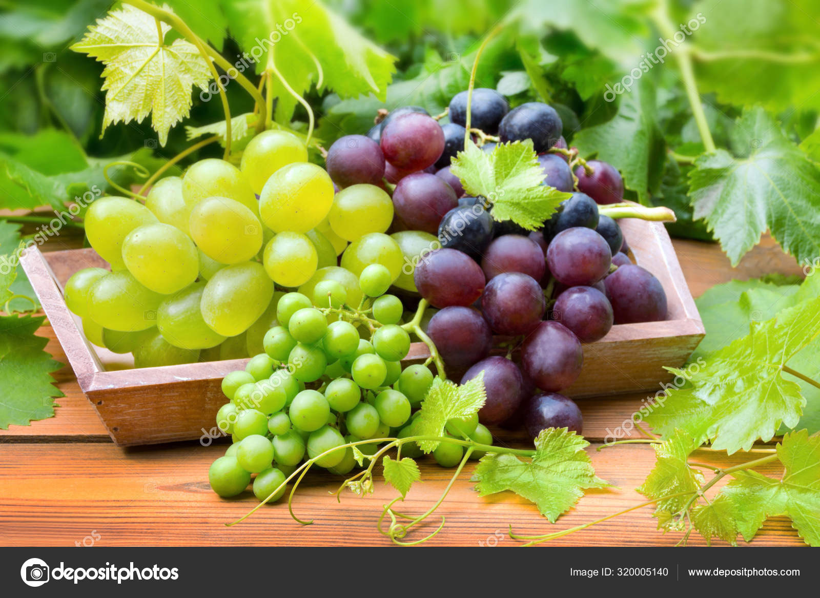 Wine - grapes — Stock Photo © Pixelot #320005140