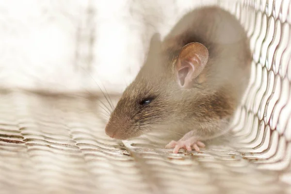 Mouse in a cage Stock Photos, Royalty Free Mouse in a cage Images ...