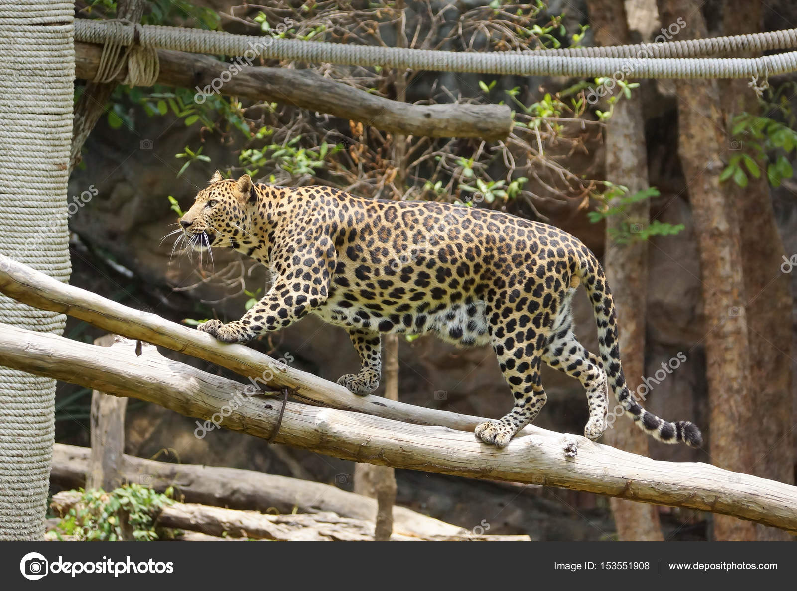 Jaguar Climbing Tree