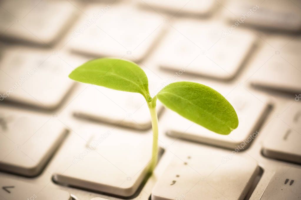 Tree Growing Computer Keyboard Green Computing — Stock Photo © weerapat ...