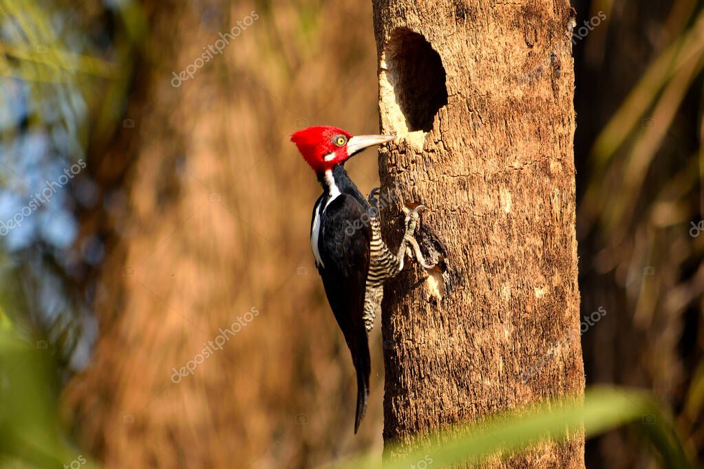 Pájaro carpintero de cresta carmesí en Pantanal, Matogrosso, Brasil 2024