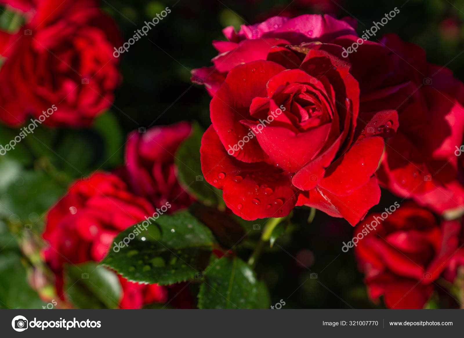 Beautiful Blooming Red Red Rose Spring Flowering Decorative Roses ...