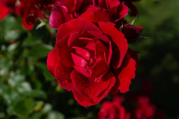 Beautiful full red rose Stock Photos, Royalty Free Beautiful full red ...