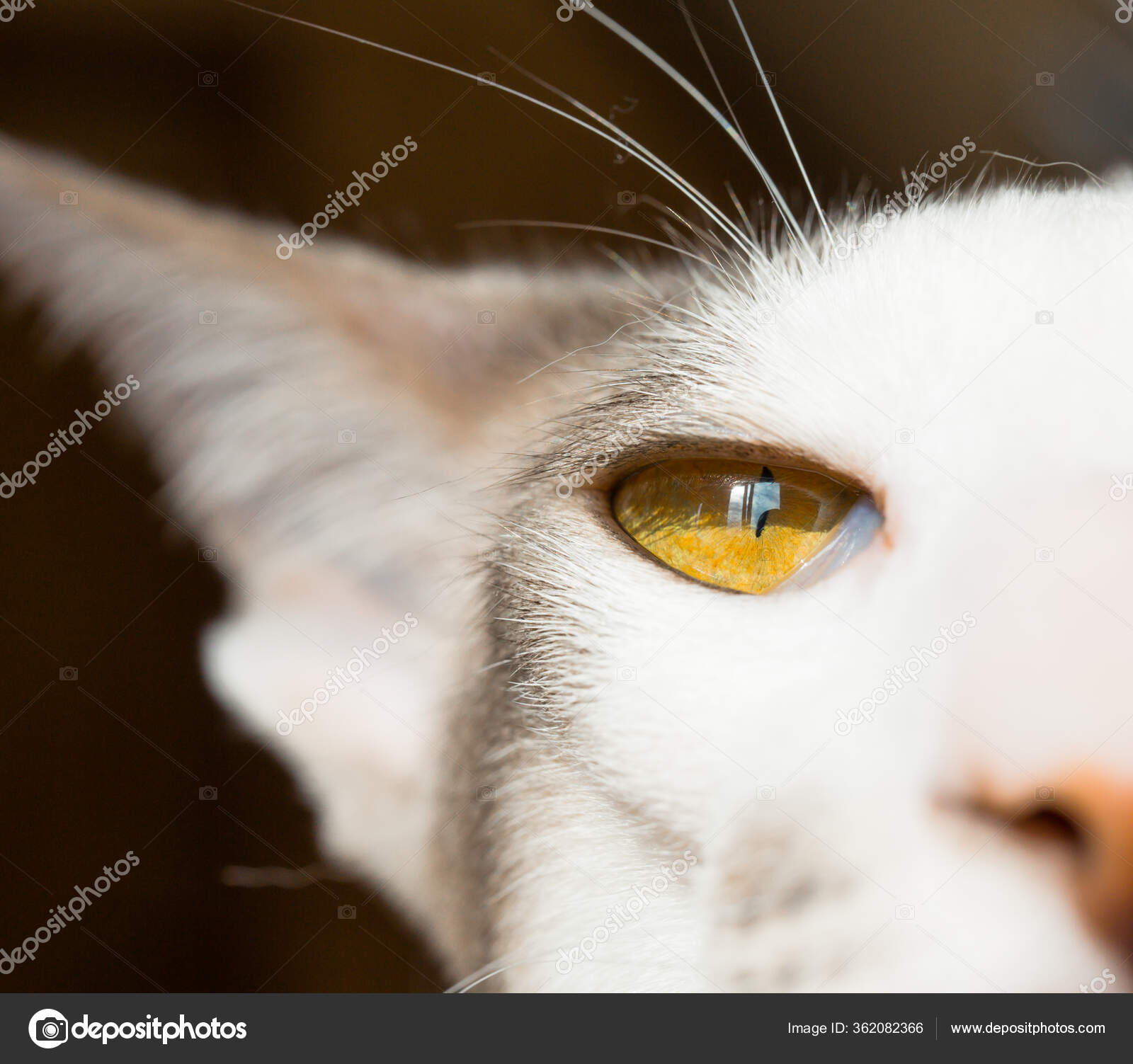 Oriental breed white cats. Cat squinted at the bright sun. Whiskers ...