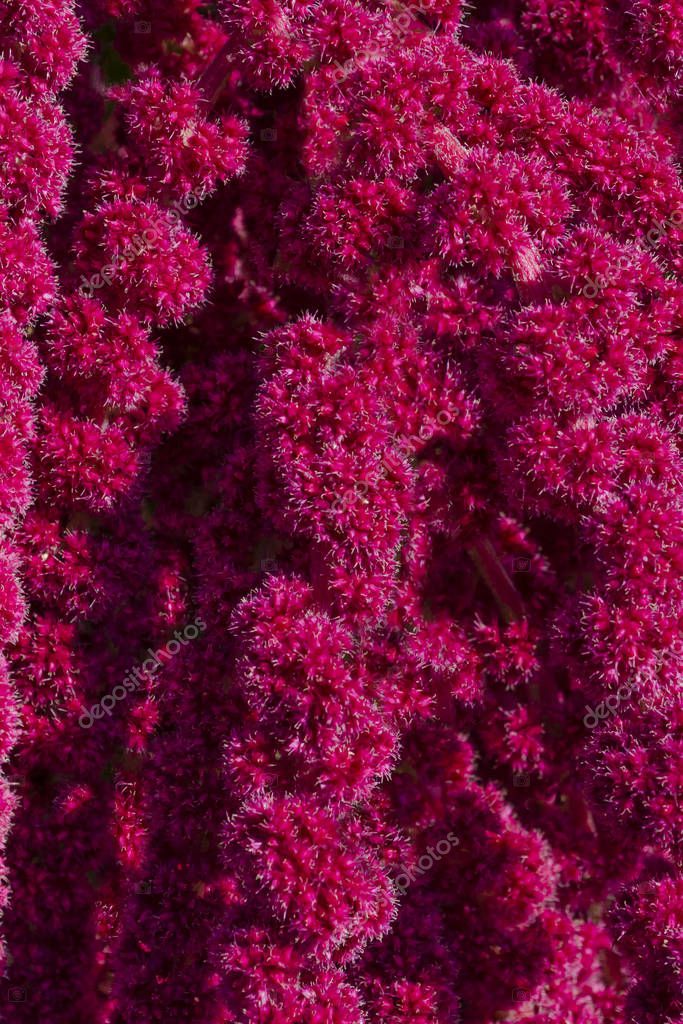 Amaranto caudatus flores. Fuente de vitamina A, vitamina C, calcio ...