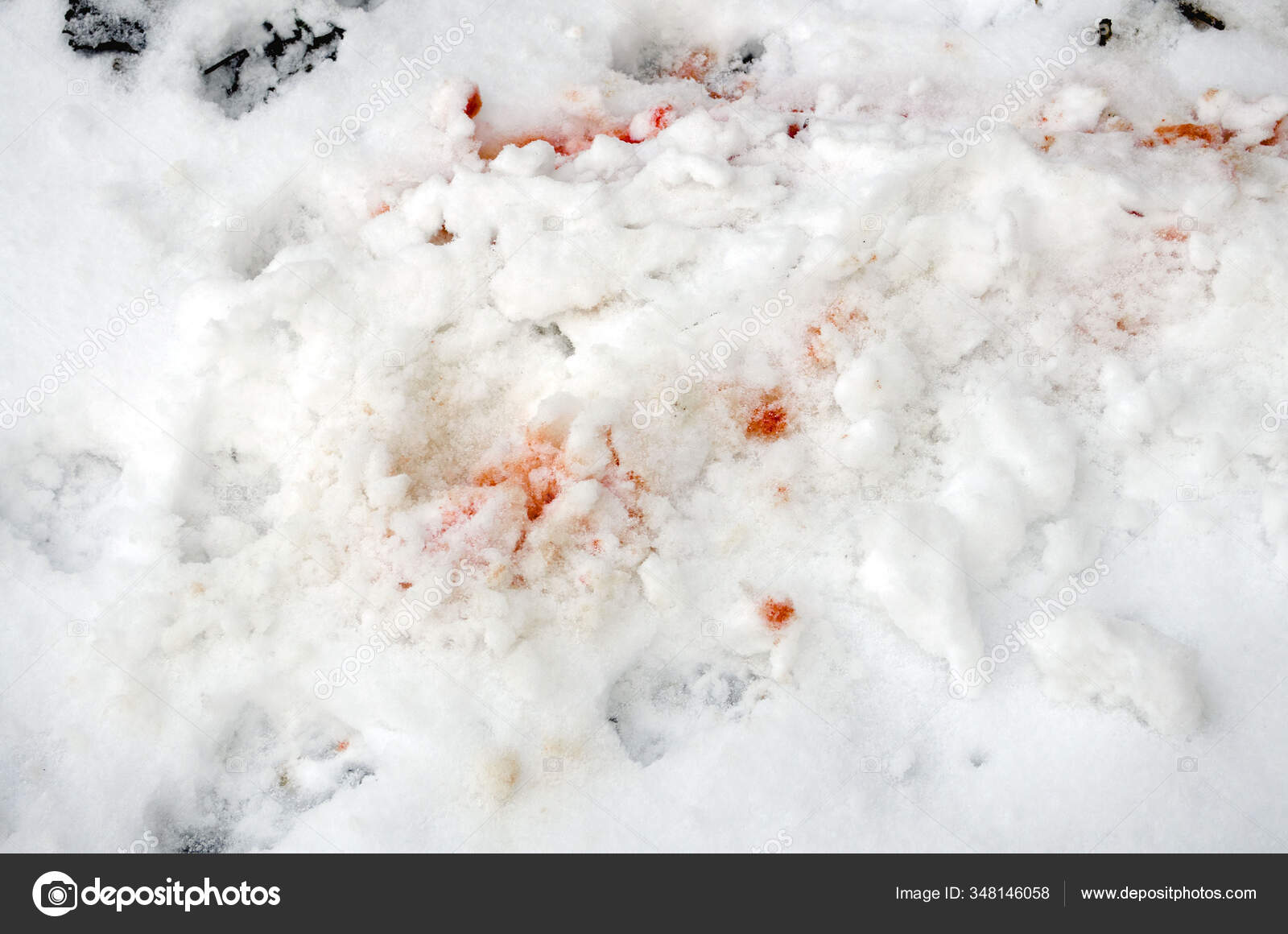 Blood Splatter In Snow