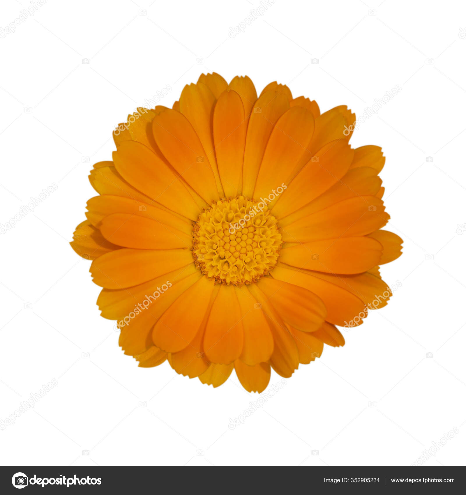 Single Flower Calendula Isolate White Background Calendula Officinalis ...