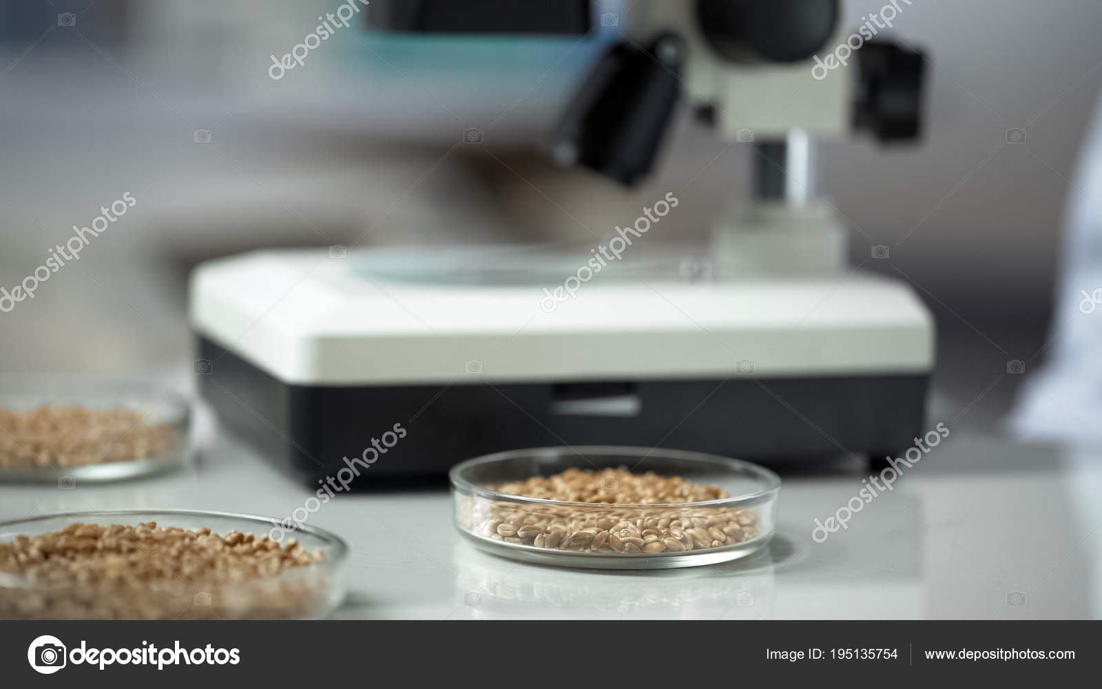 Grains Laboratory Dishes Table Raw Material Healthy Food Production ...
