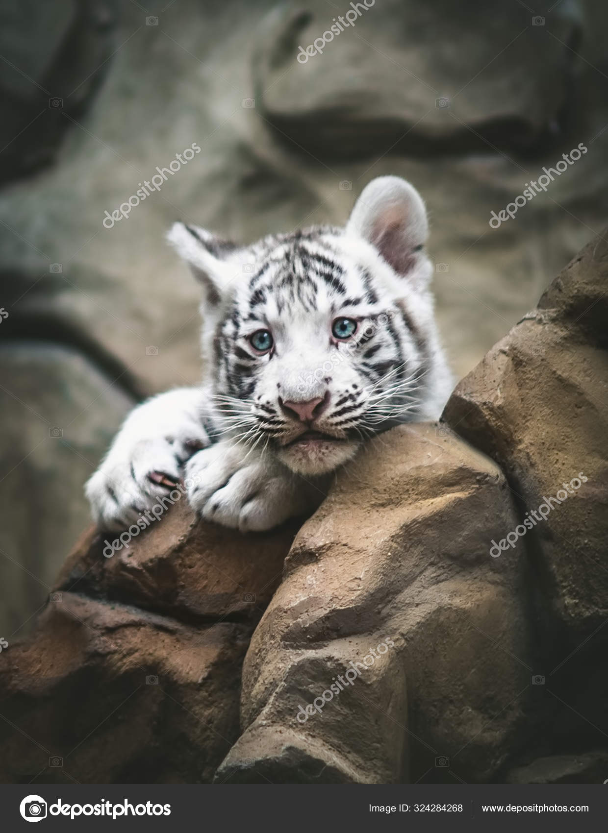 White Tiger Cubs Blue Eyes