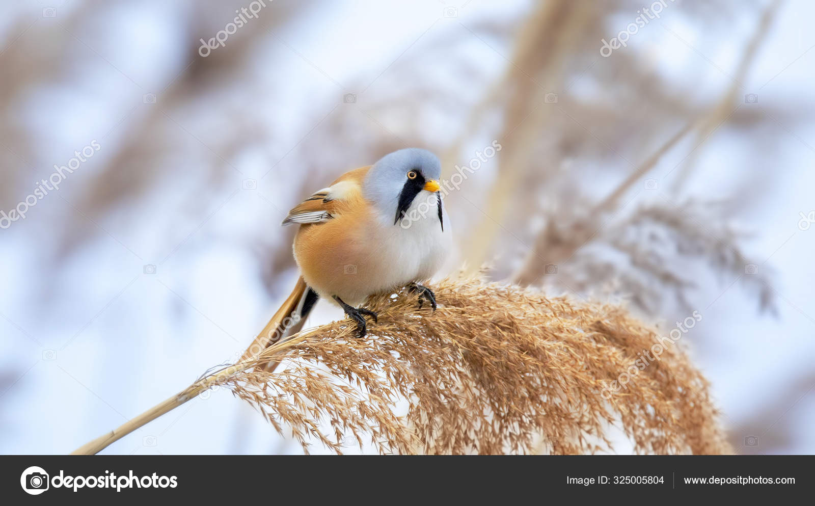 Beautiful nature scene with Bearded Parrotbill Panurus biarmicus ...