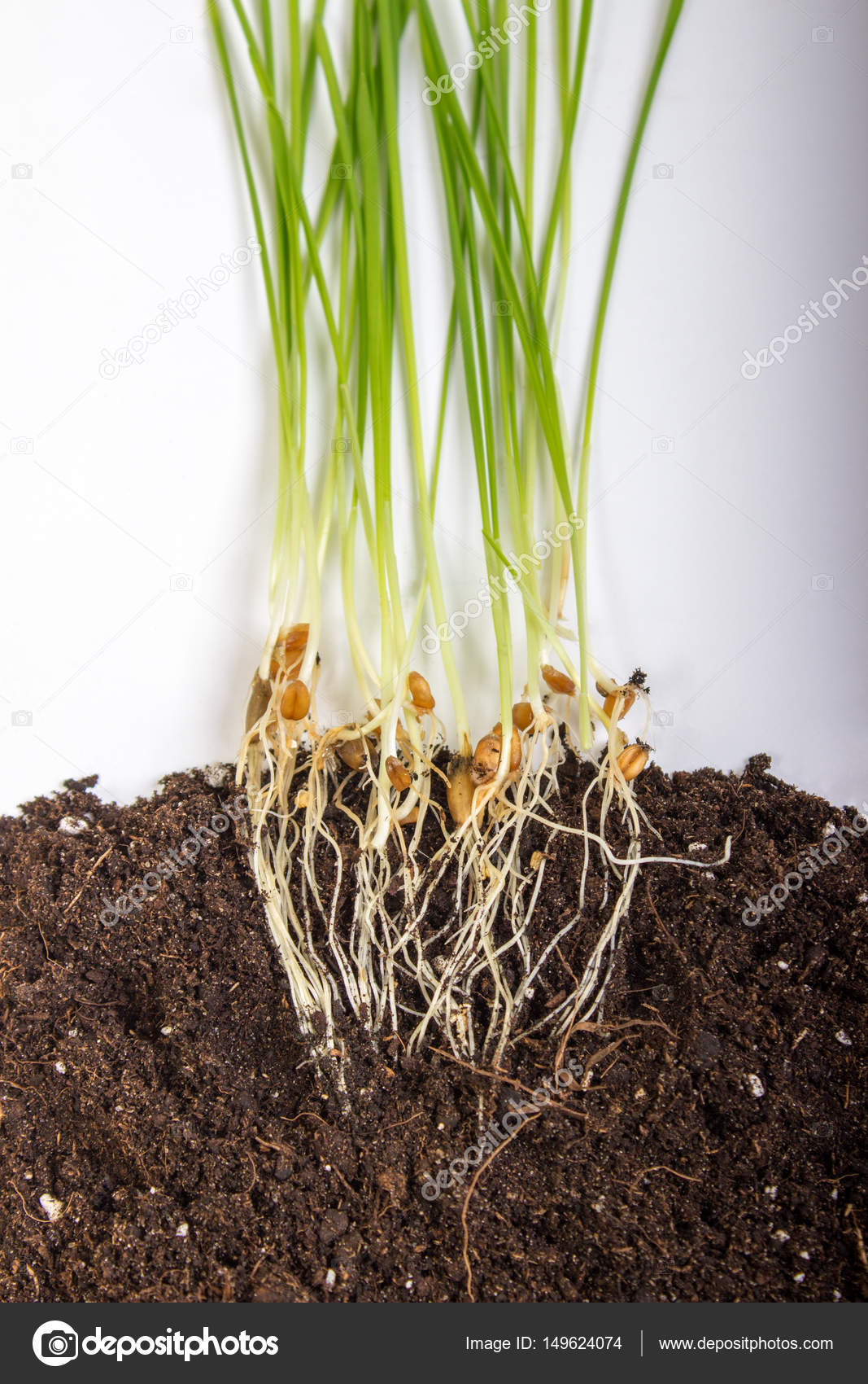 Roots of wheat seeds Stock Photo by ©snegok1967 149624074