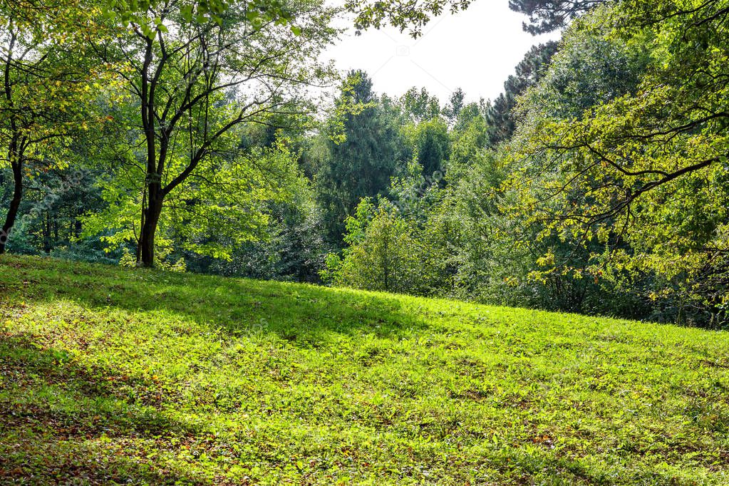 Un claro verde en el bosque. Pasarela del bosque verde. La luz del sol ...